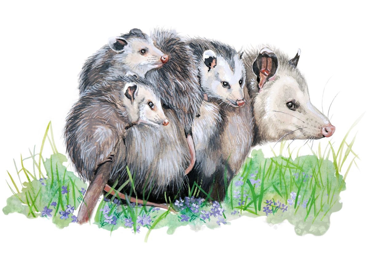 'Opossum Family' Poster by Jocelyn Grewal | Displate