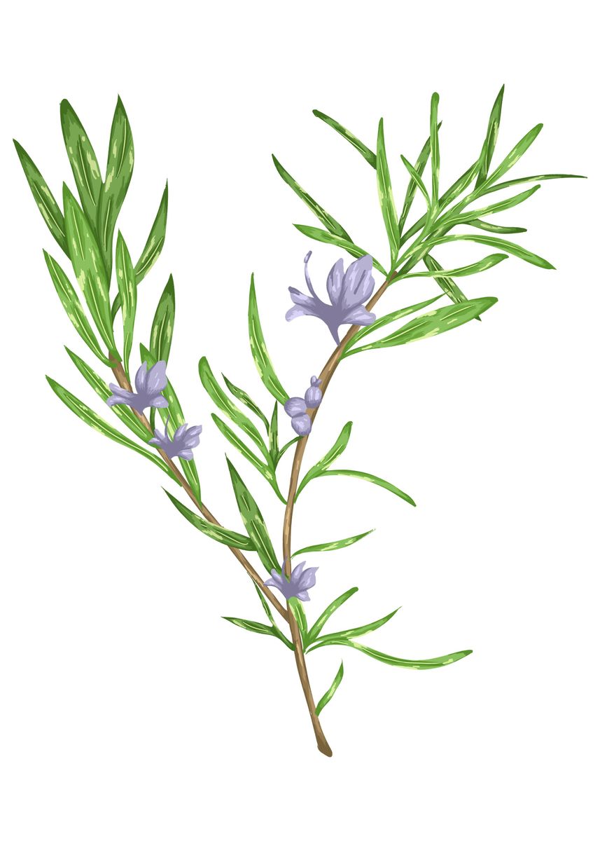 'Rose Mary Botanical Art' Poster, picture, metal print, paint by salfi ...