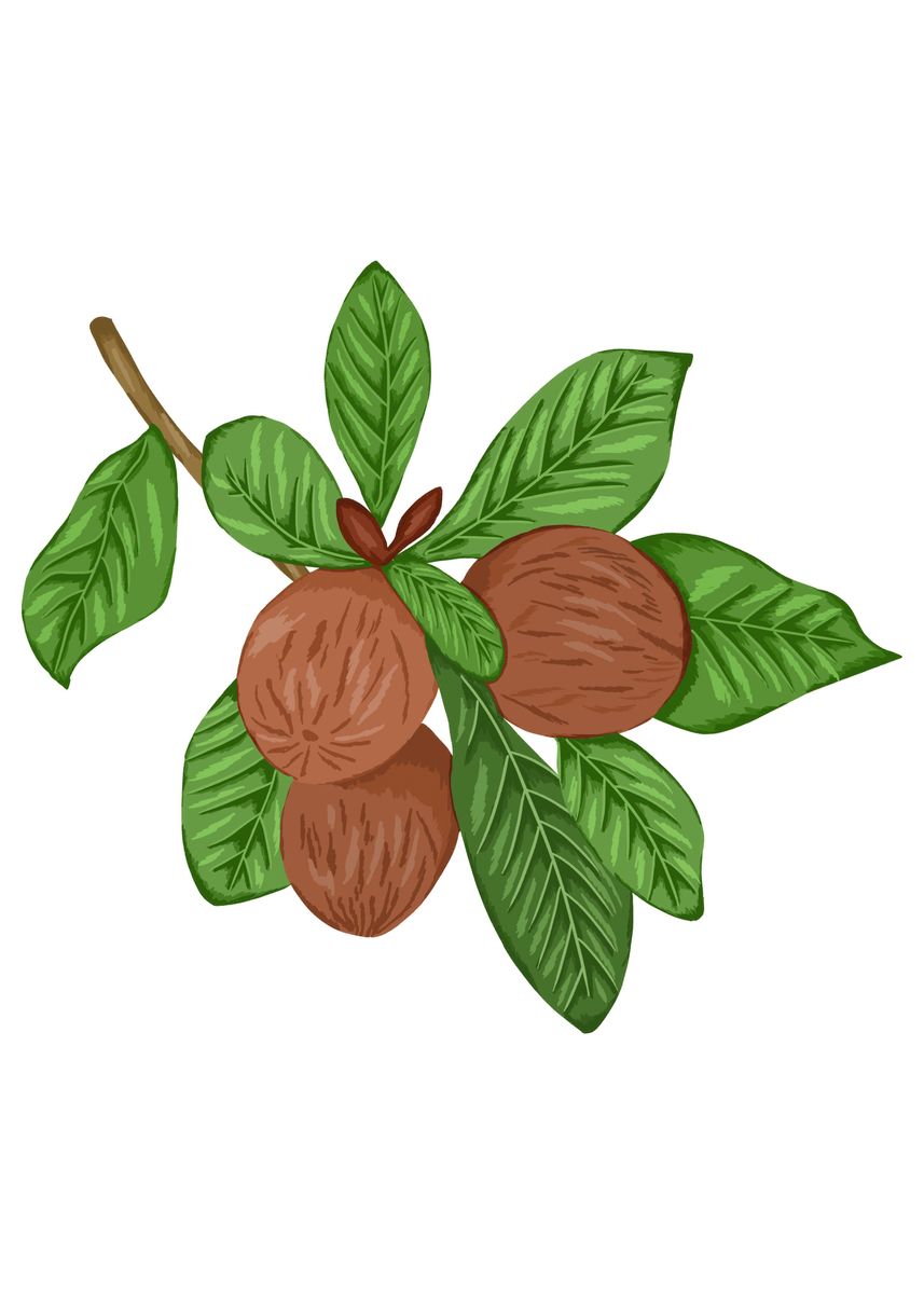 'Shea Plant Botanical Art' Poster, picture, metal print, paint by salfi ...