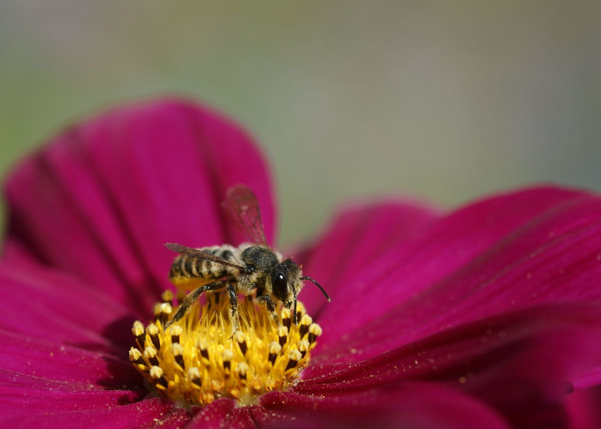 'BEE BEEZ' Poster by Anthony C | Displate