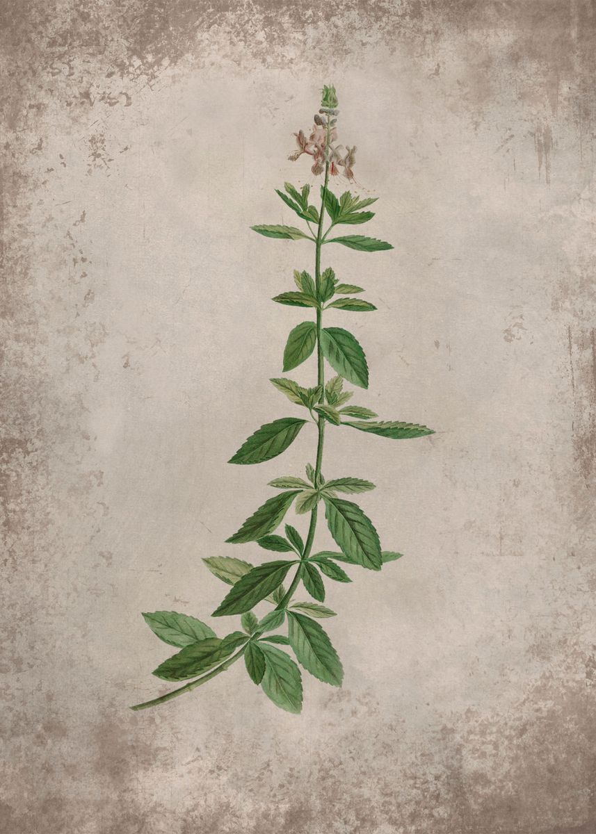 'Kitchen Basil' Poster by XandYart | Displate