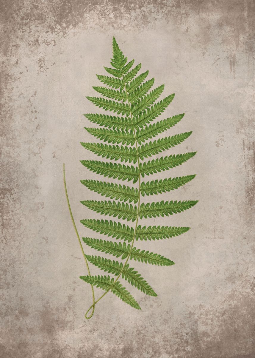 'Forest Fern 3' Poster by XandYart | Displate