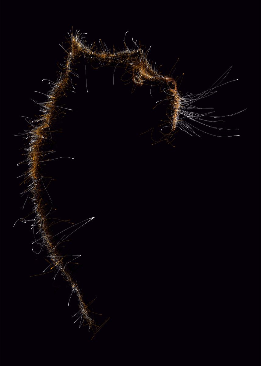 'Scribble Cat' Poster, picture, metal print, paint by Fill Artwork ...