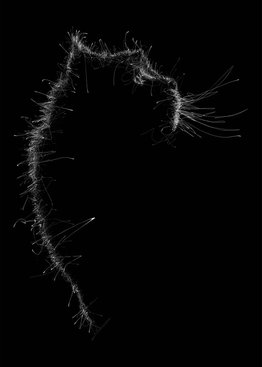 'Scribble Cat' Poster, picture, metal print, paint by Fill Artwork ...