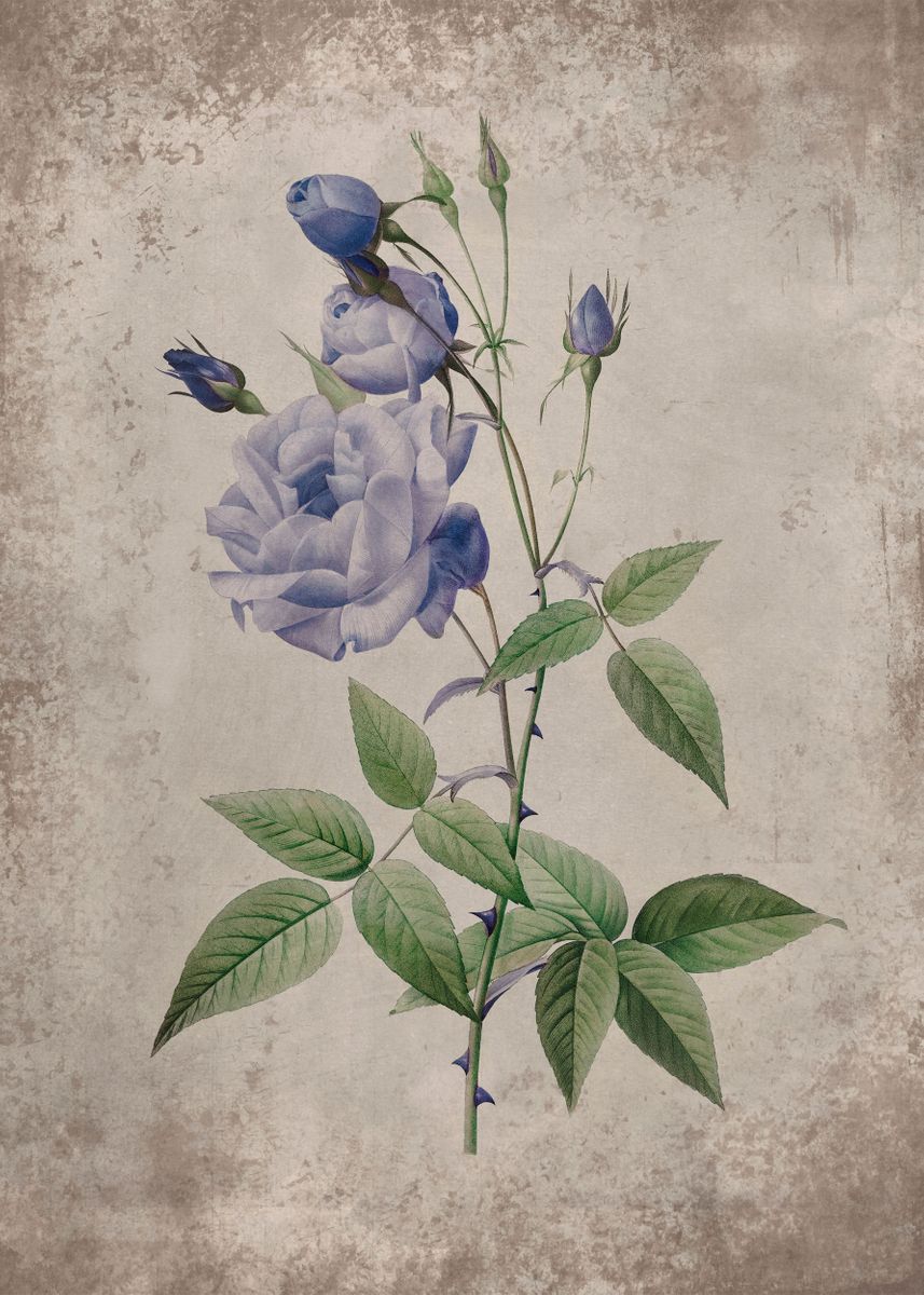 'Vintage Blue Rose' Poster, picture, metal print, paint by XandYart ...