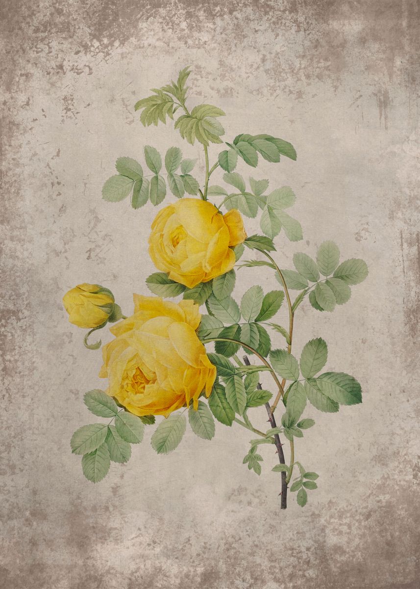 'Vintage Yellow Rose' Poster, picture, metal print, paint by XandYart ...