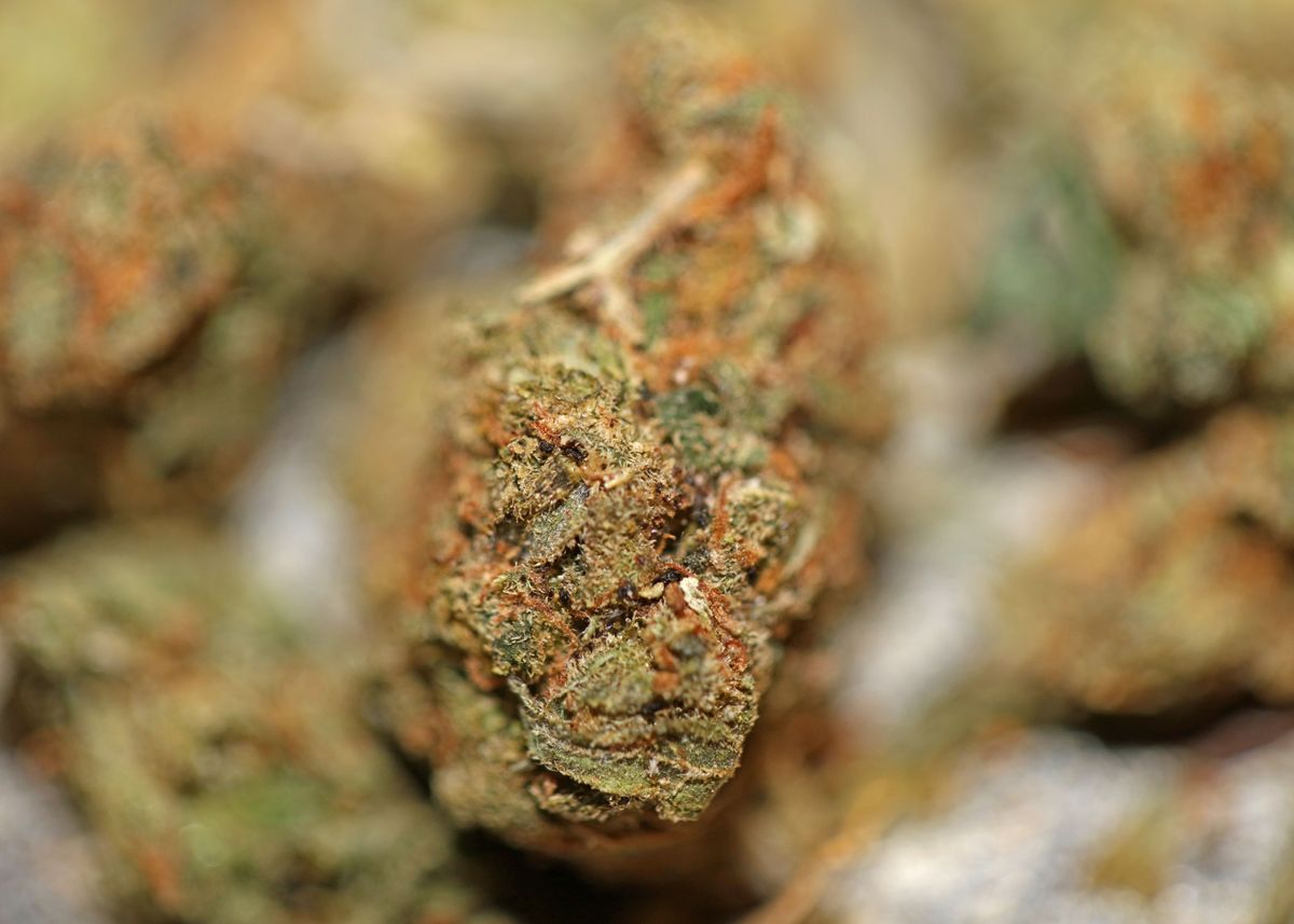 'Cannabis sativa lemon haze' Poster by BakalaeroZz Photography | Displate