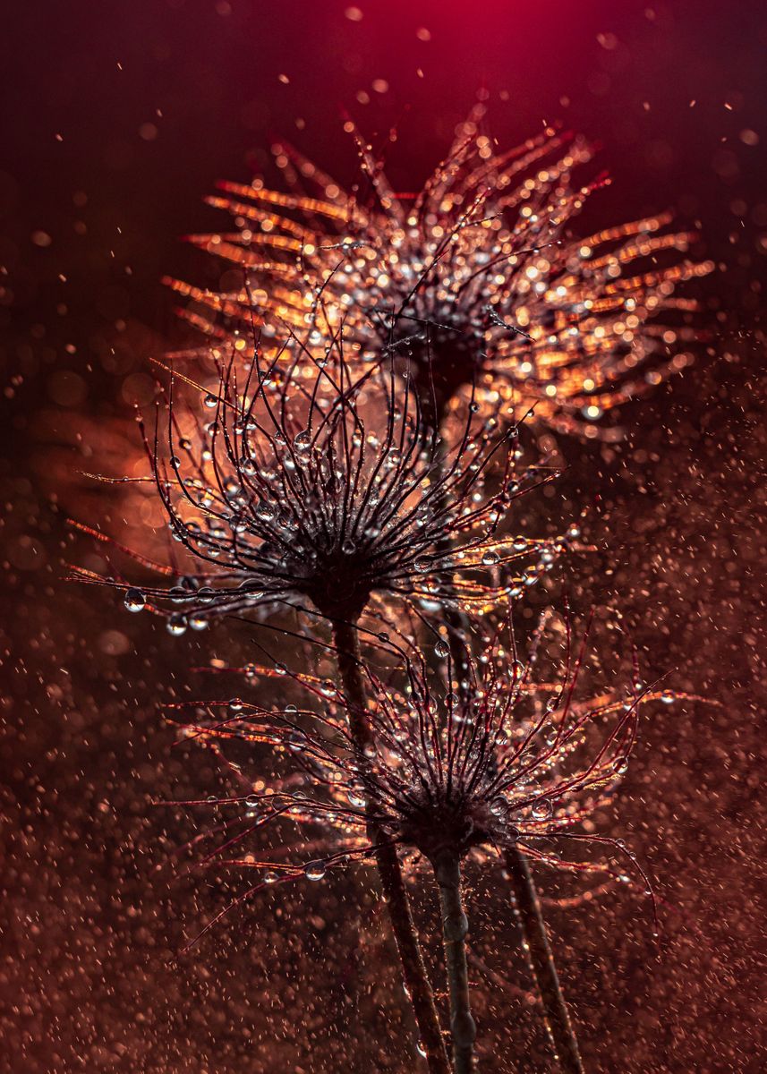 'Sunset droplets ' Poster, picture, metal print, paint by Wiktor ...