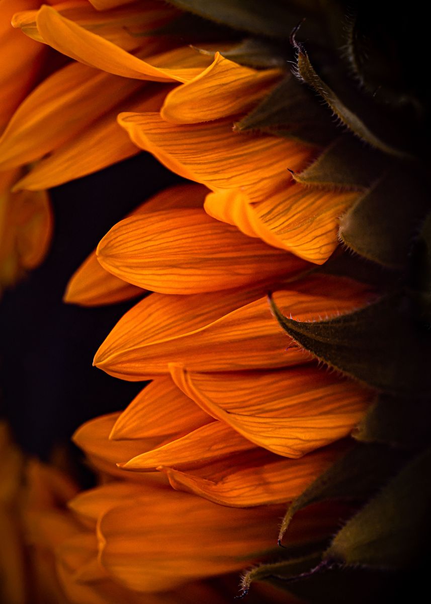 'Golden petals' Poster by Wiktor Borozdin | Displate