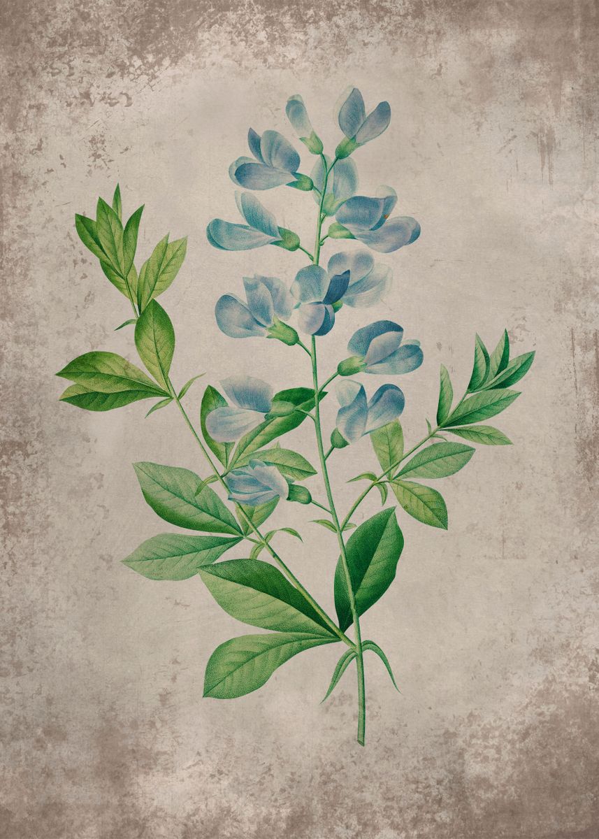 'Blue Cabbage rose' Poster, picture, metal print, paint by XandYart ...