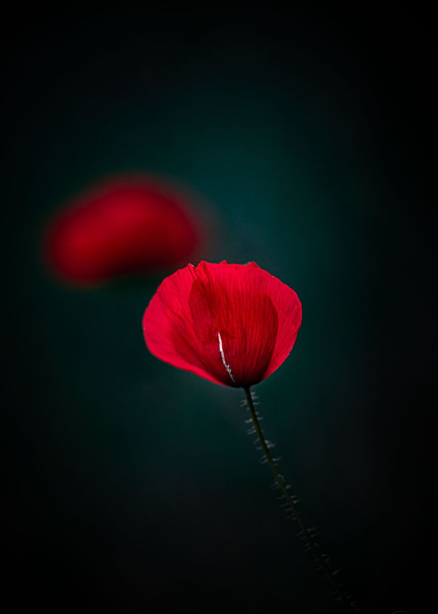 'Scarface ' Poster by Wiktor Borozdin | Displate