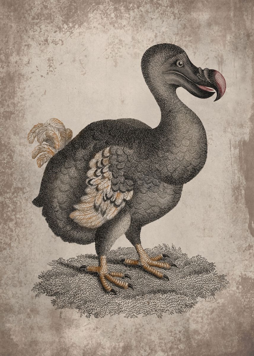 'Extinct Dodo Bird' Poster, picture, metal print, paint by XandYart ...