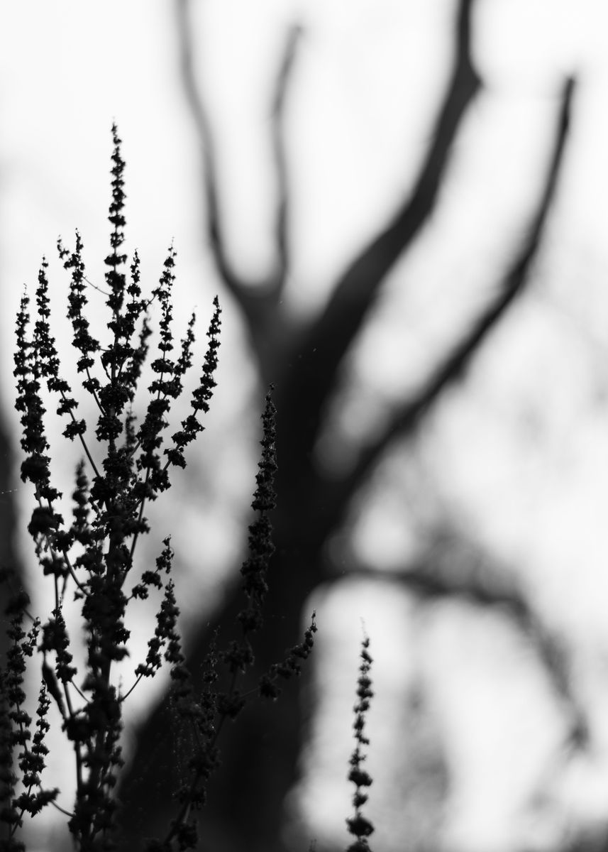 'Simple Foliage' Poster, picture, metal print, paint by Traveler From ...