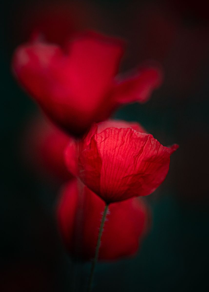 'Poppy dream' Poster, picture, metal print, paint by Wiktor Borozdin ...