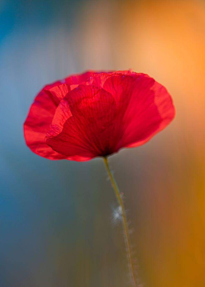 'Rainbow poppy' Poster, picture, metal print, paint by Wiktor Borozdin ...