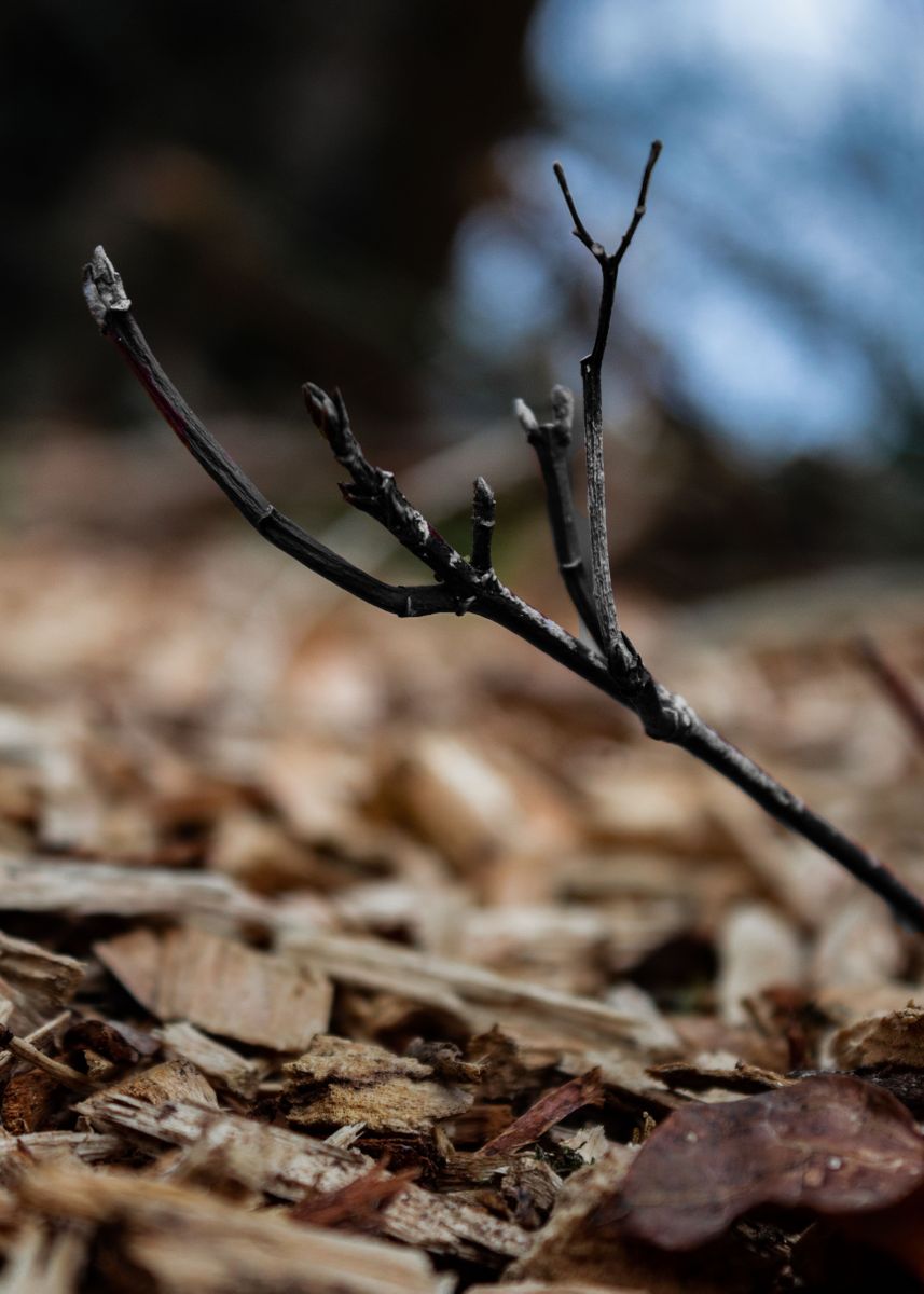 'Natural Decay' Poster, picture, metal print, paint by Emilio Ferioli ...