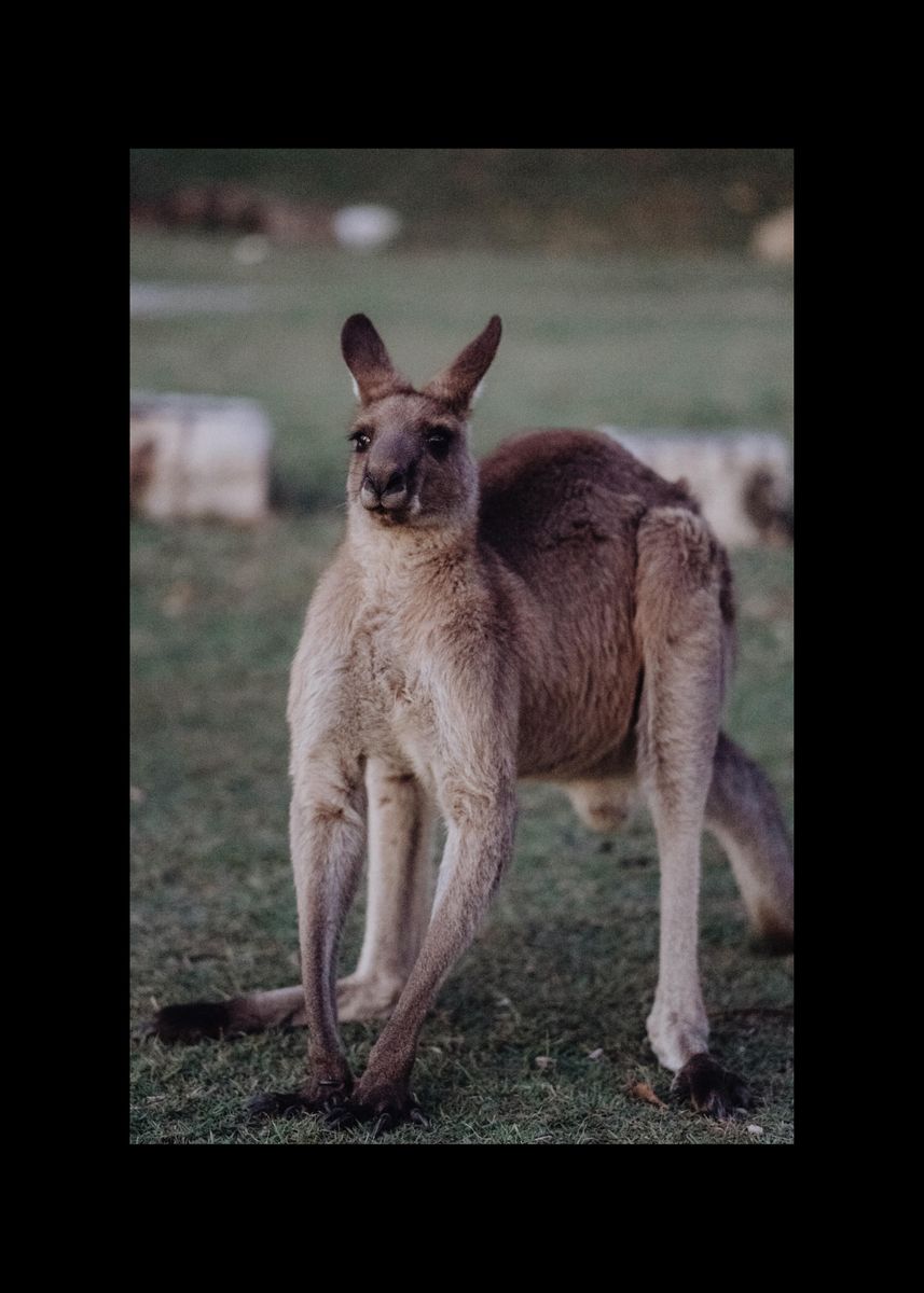 'Kangaroo' Poster by Sebastian Wünsche | Displate