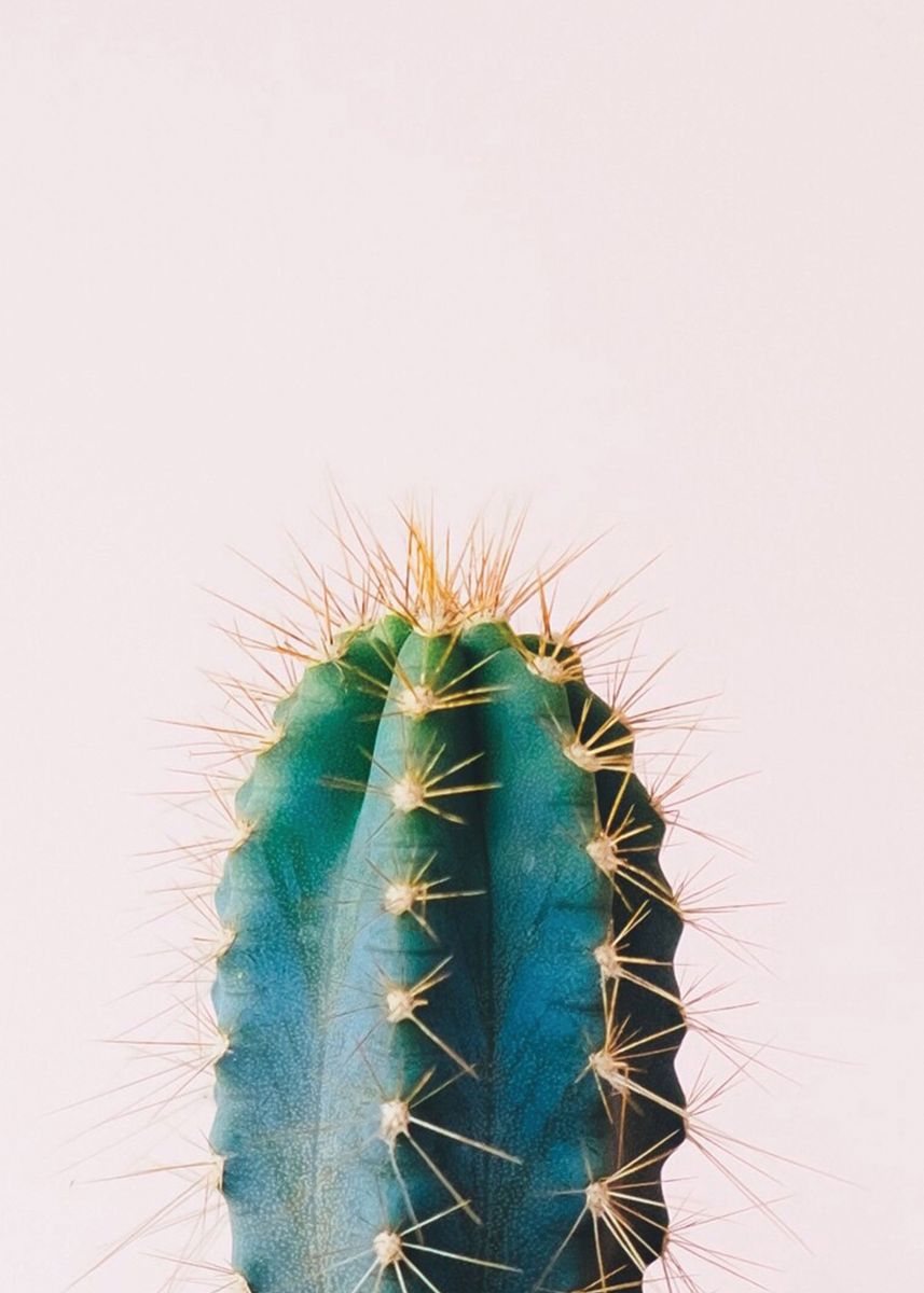 'Cactus Flower ' Poster, picture, metal print, paint by Max Ronn | Displate