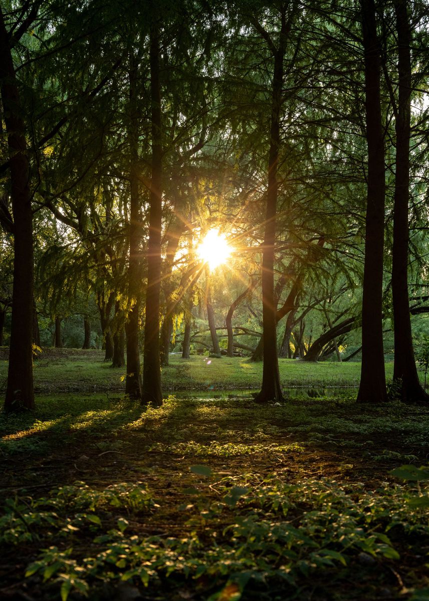 'Forest Sunlight Nature' Poster, picture, metal print, paint by Max ...