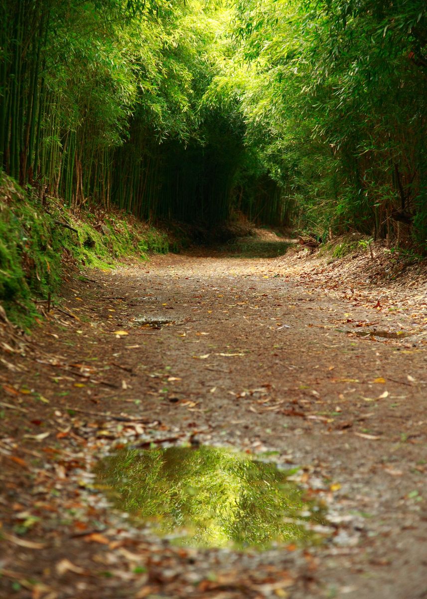 'Puddle of water' Poster, picture, metal print, paint by Gaspar Avila ...