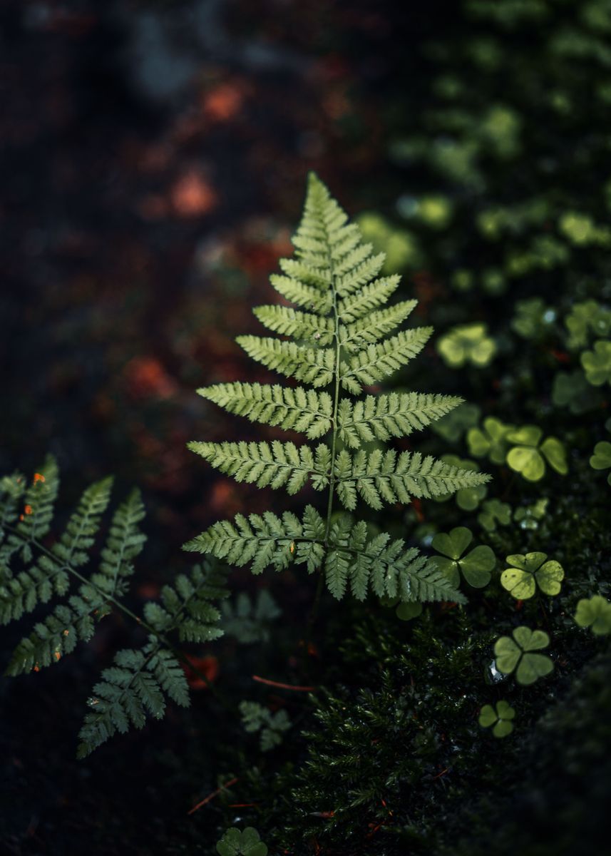 'Lush Fern' Poster, picture, metal print, paint by Cedric Rehm | Displate