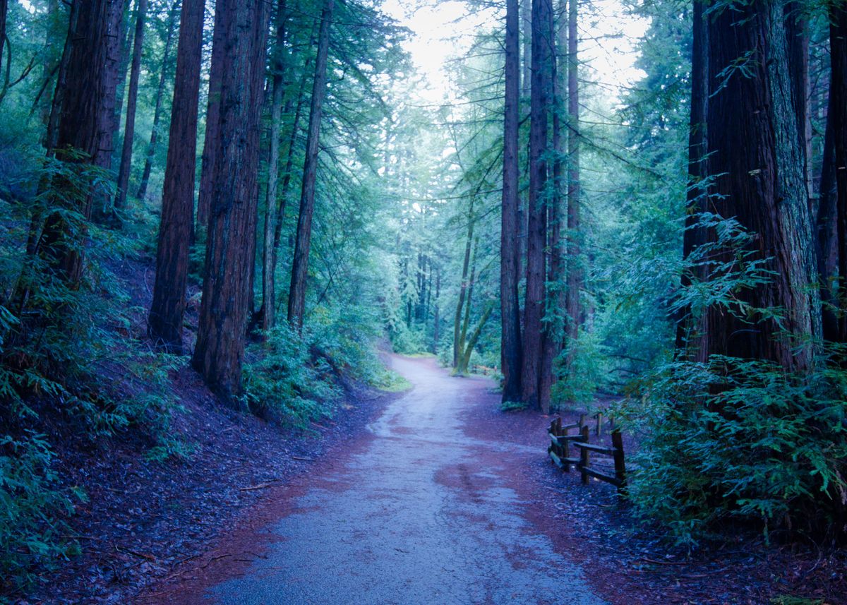 'Forest' Poster by Edwin Kim | Displate