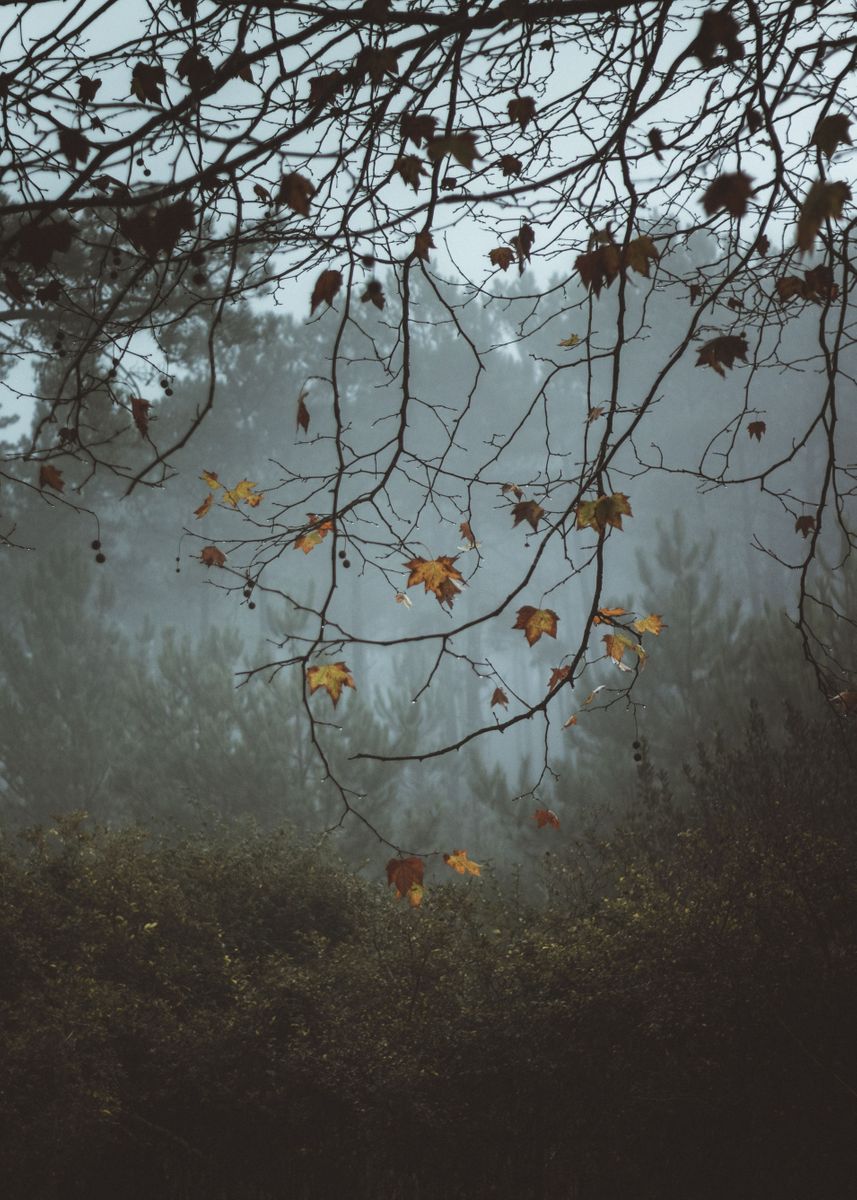 'Winter meets Autumn' Poster, picture, metal print, paint by Carla ...