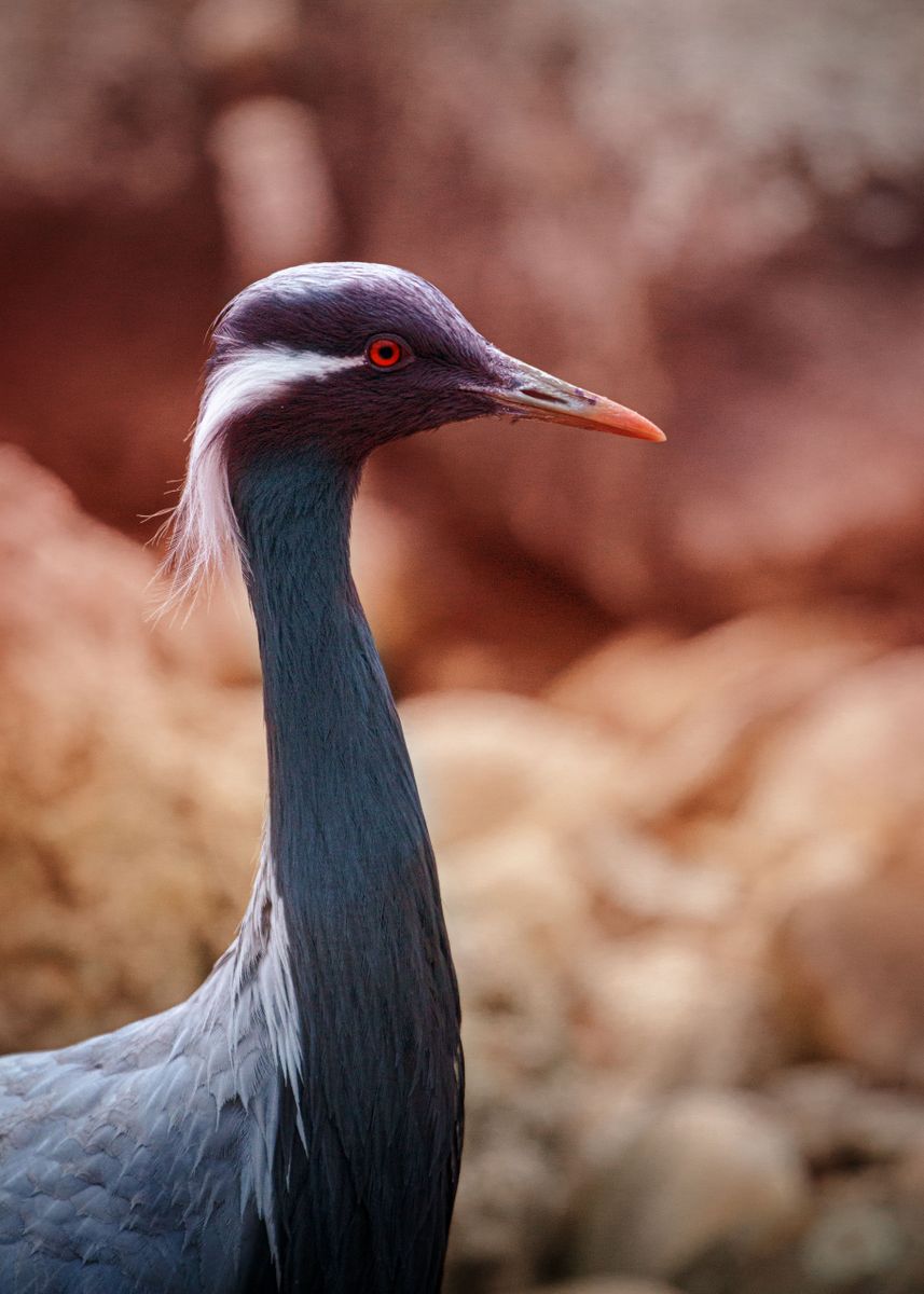 'Crane Damsel' Poster, picture, metal print, paint by Olek | Displate