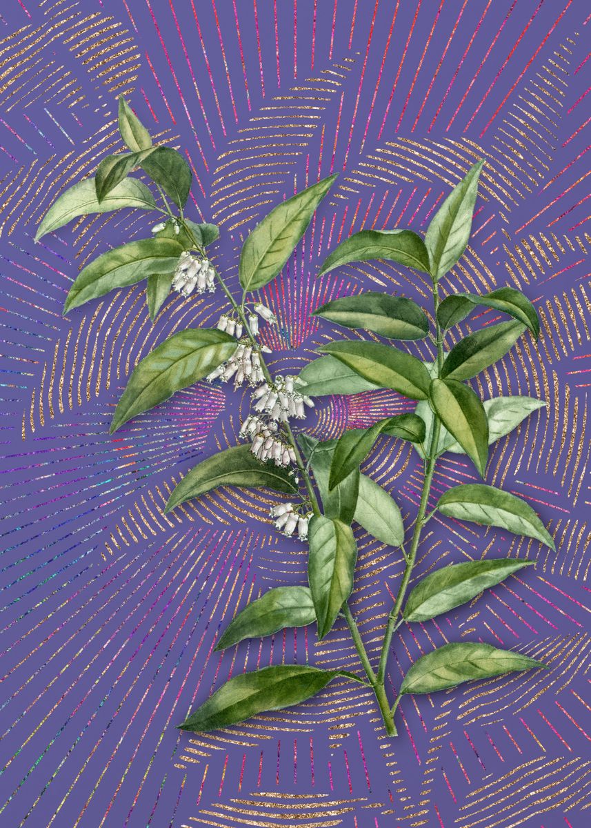 'Andromeda Acuminata Bloom' Poster, picture, metal print, paint by Holy ...