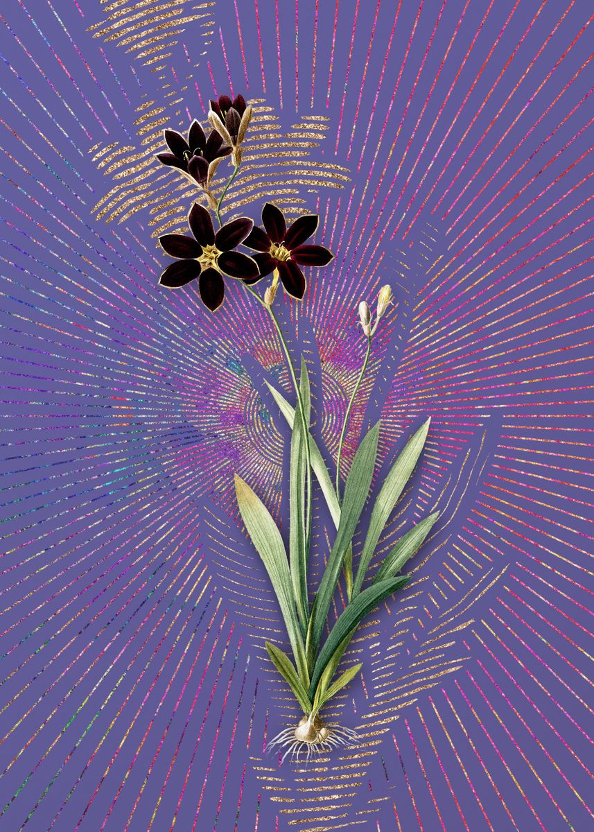 'Ixia Grandiflora Flora' Poster by Holy Rock Design | Displate