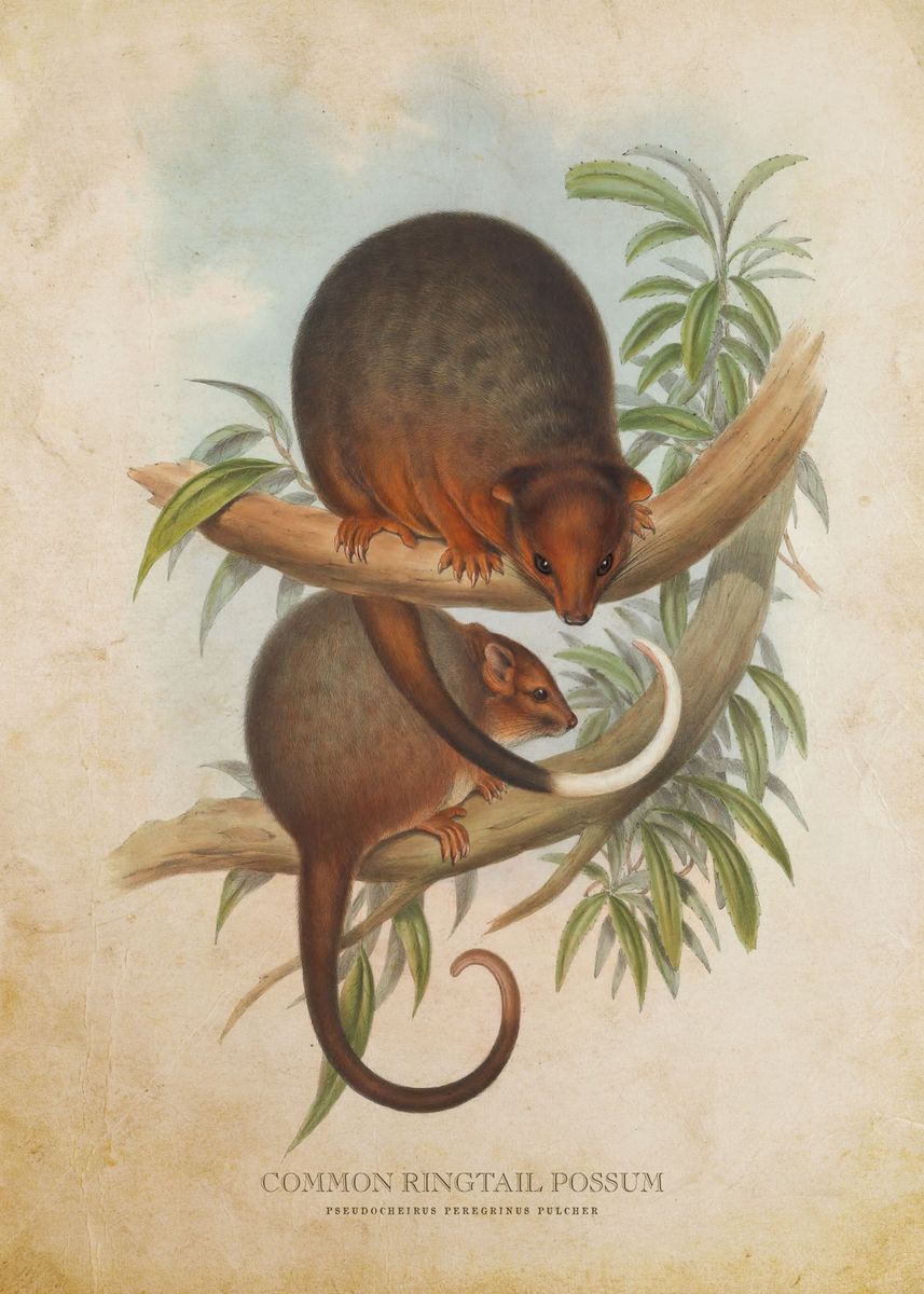 'Common Ringtail Possum' Poster by Aged Pixel | Displate