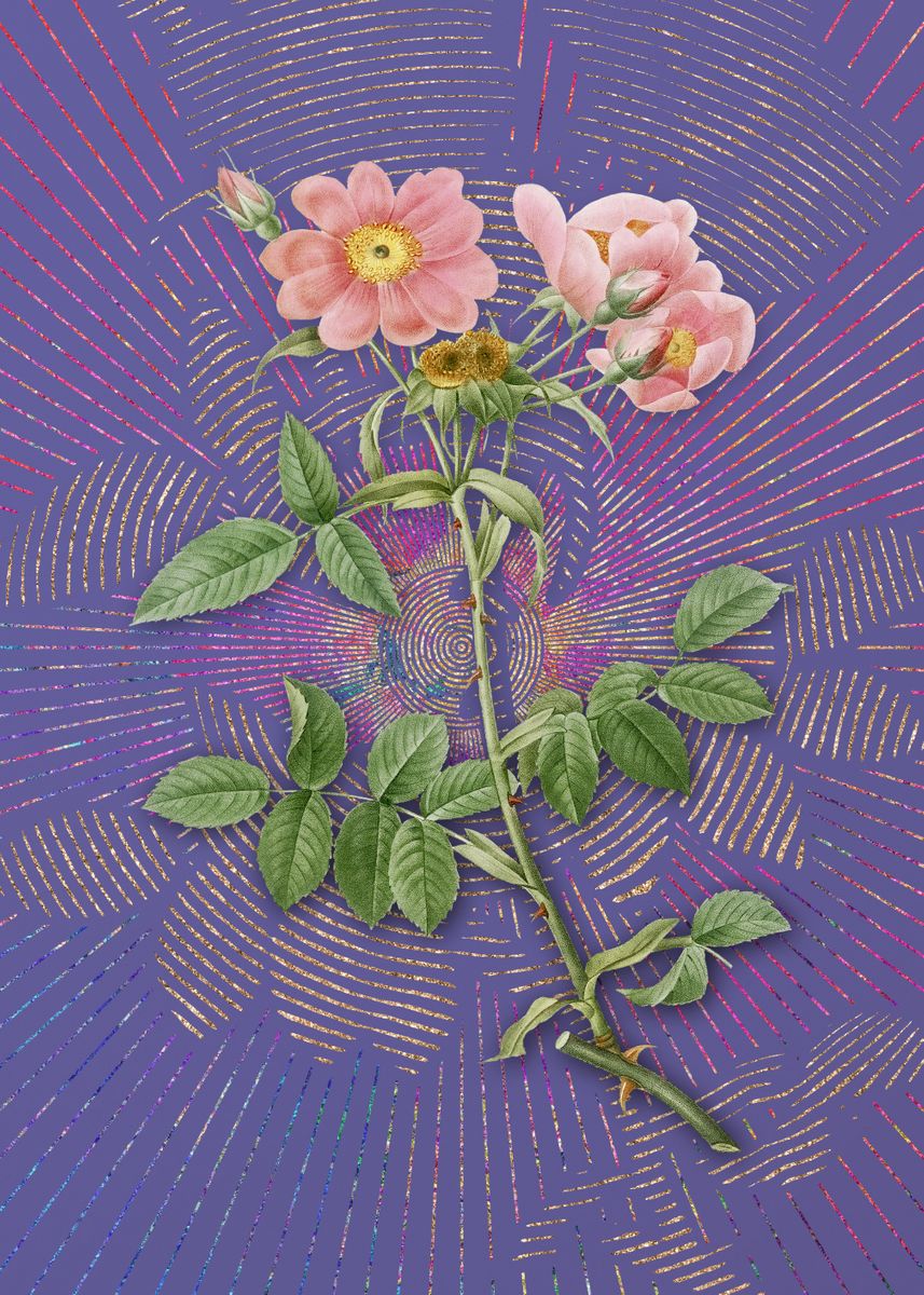 'Lady Monson Rose Bloom' Poster by Holy Rock Design | Displate