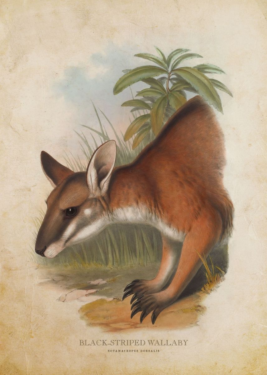 'Black Striped Wallaby' Poster, picture, metal print, paint by Aged ...