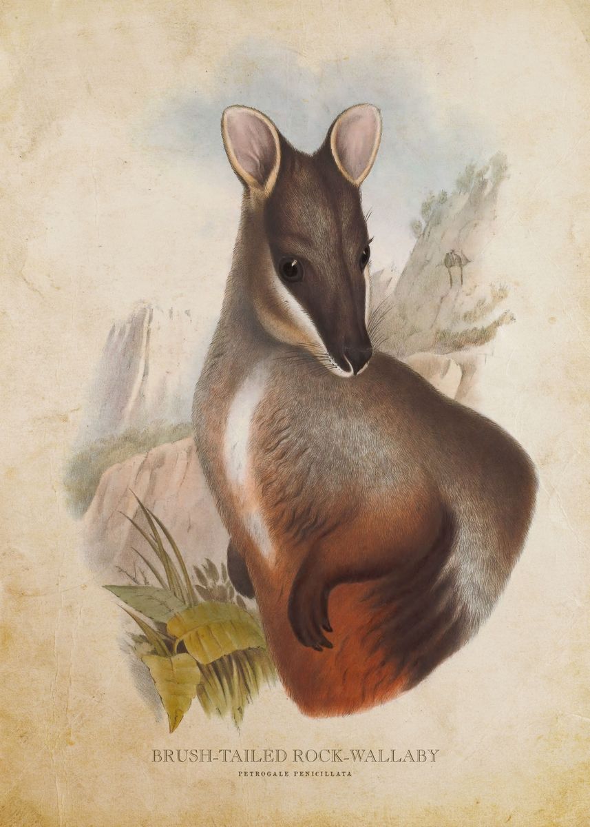 'Brush Tailed Rock Wallaby' Poster, picture, metal print, paint by Aged ...