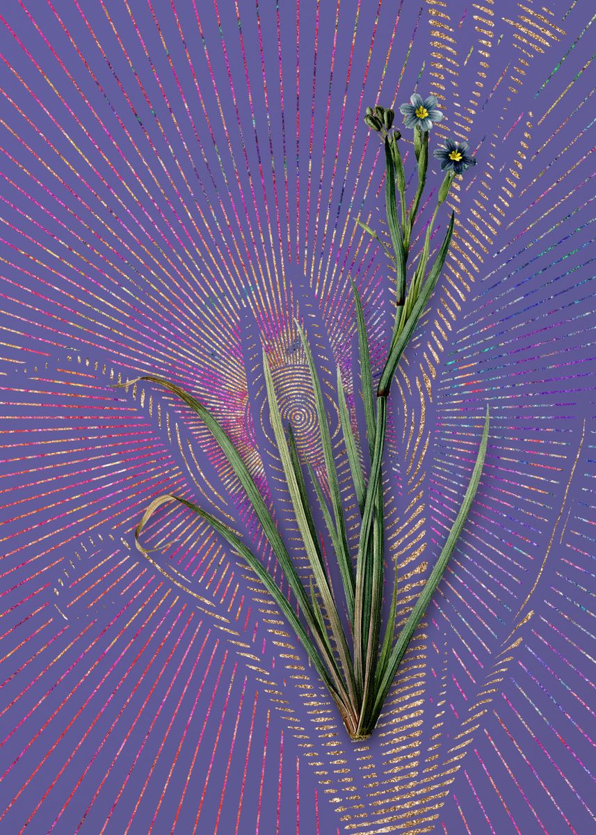 'Purple Vintage Bermudiana' Poster, picture, metal print, paint by Holy ...