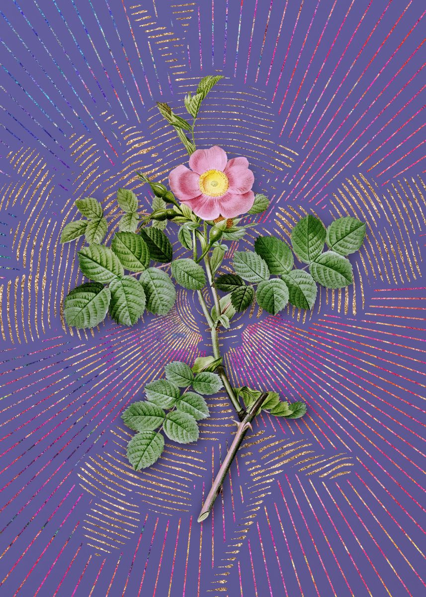'Pink Sweetbriar Rose Art' Poster by Holy Rock Design | Displate