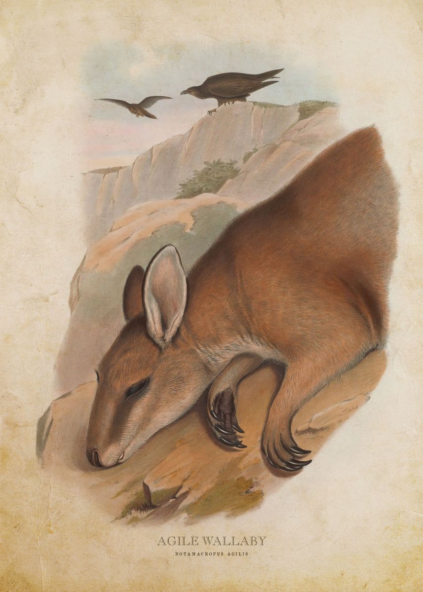 'Agile Wallaby' Poster by Aged Pixel | Displate