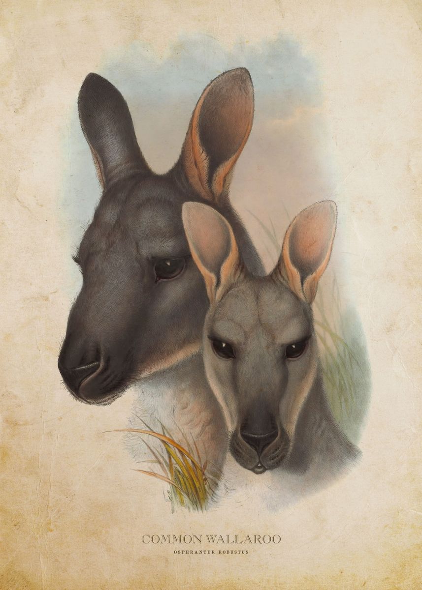 'Common Wallaroo' Poster by Aged Pixel | Displate