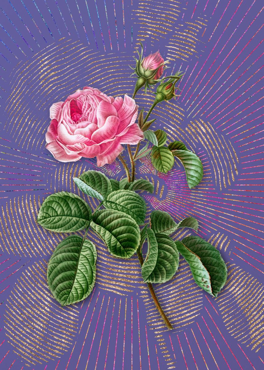 'Provence Rose 3 Violet' Poster, picture, metal print, paint by Holy ...