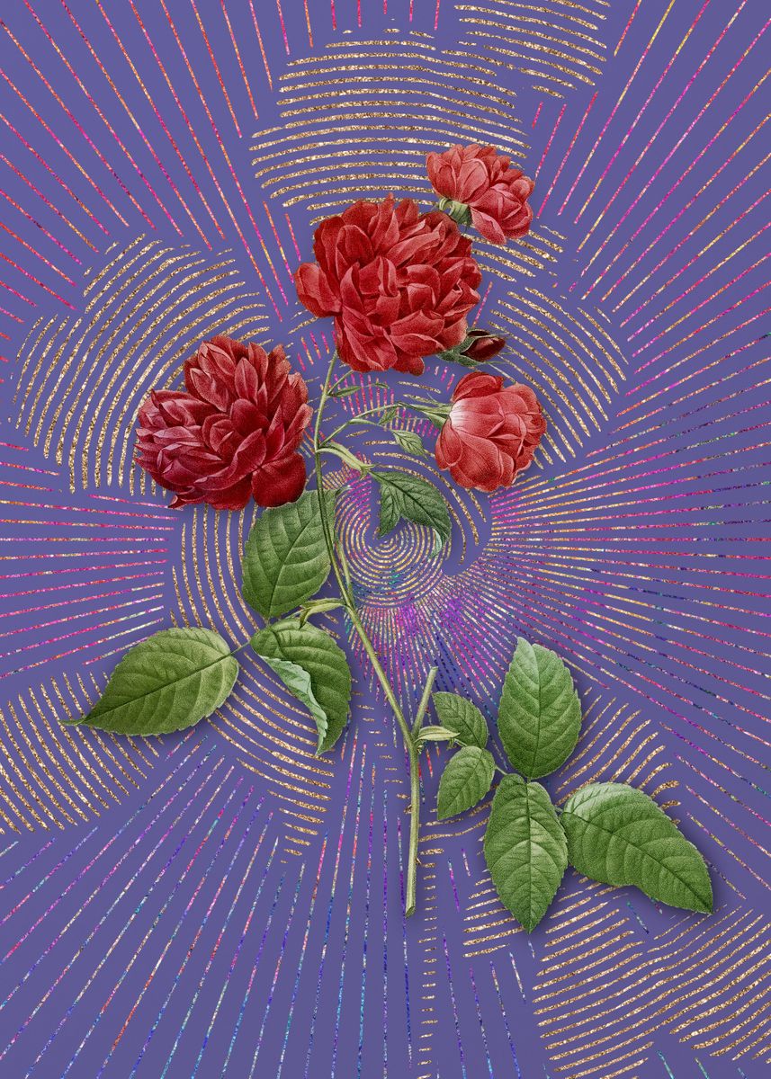 'Red Cabbage Rose in Bloom' Poster by Holy Rock Design | Displate