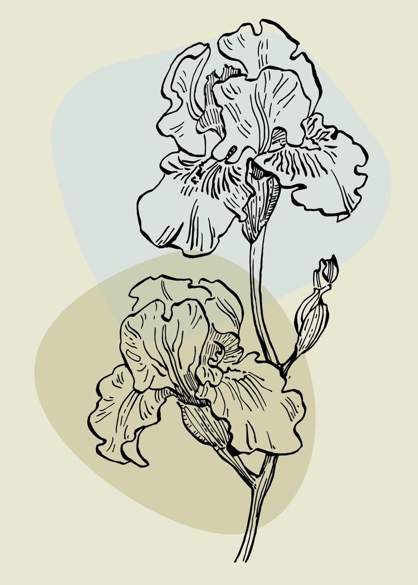 'Iris flower' Poster by Samira Yanushkova | Displate