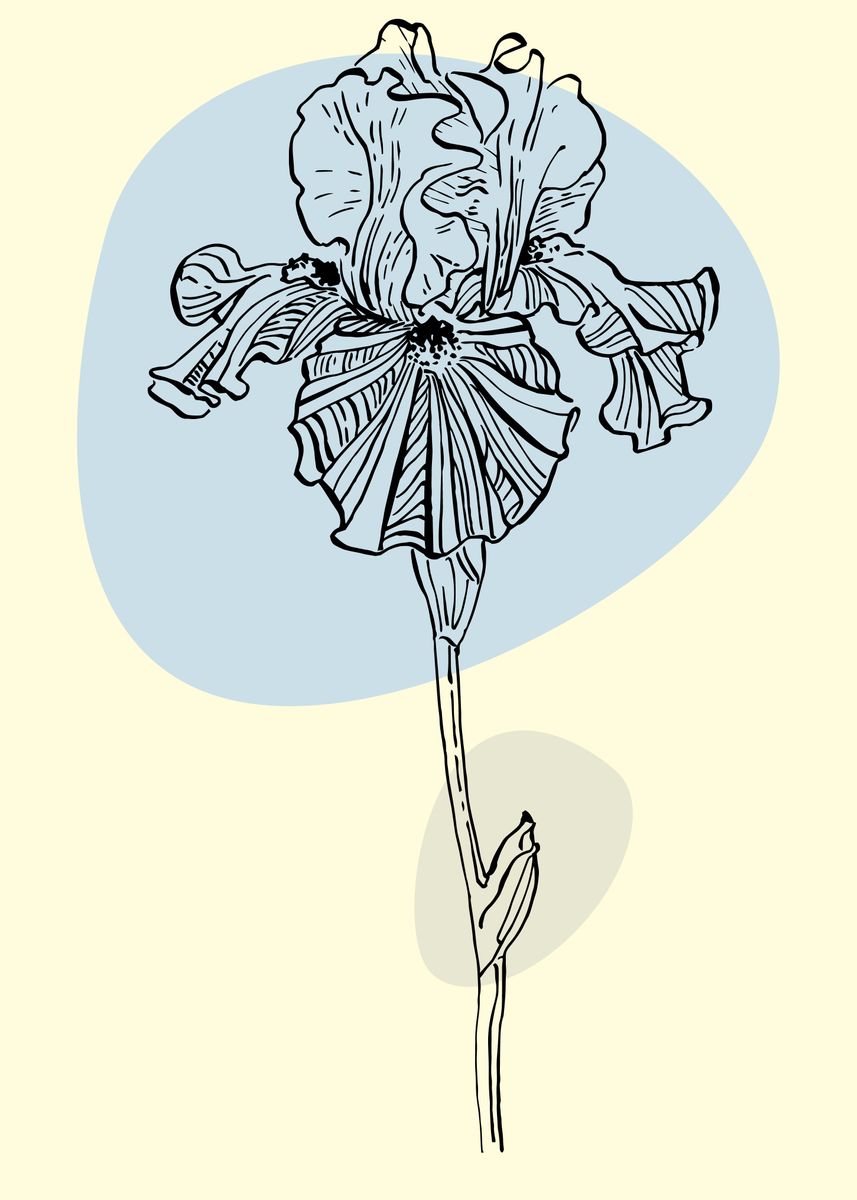 'Iris flower' Poster by Samira Yanushkova | Displate