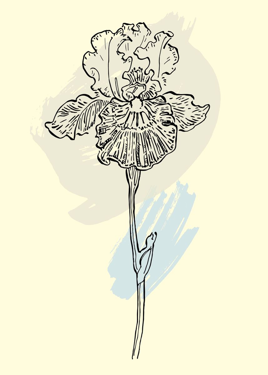 'Iris flower' Poster by Samira Yanushkova | Displate