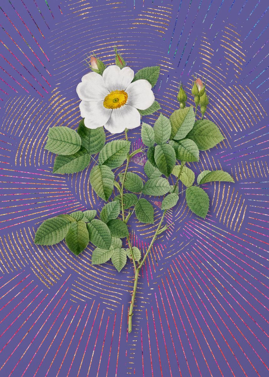 'Twin Flowered White Rose' Poster by Holy Rock Design | Displate