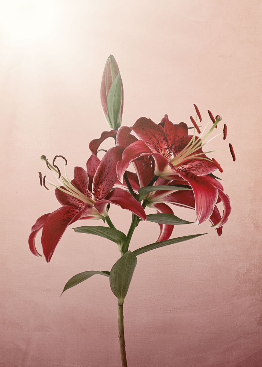 'Red Lilies in Golden Light' Poster, picture, metal print, paint by ...