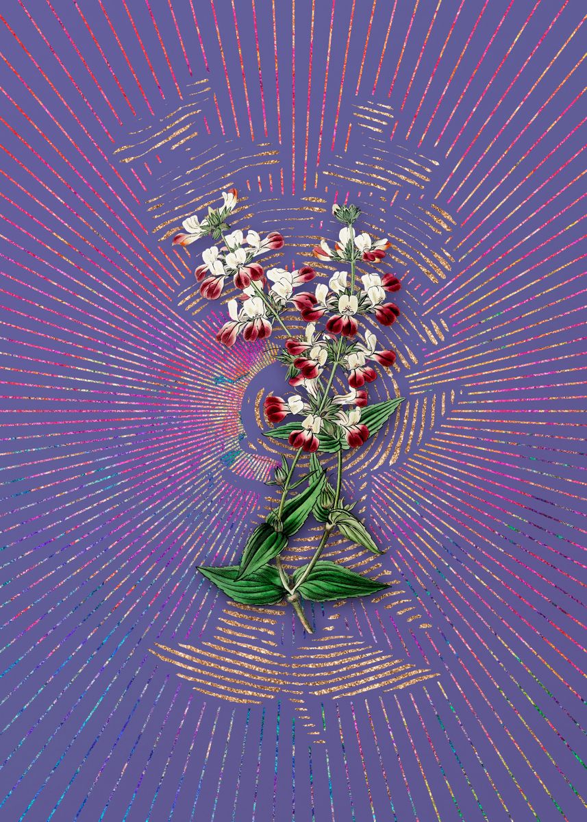 'Two Color Collinsia Flower' Poster, picture, metal print, paint by ...