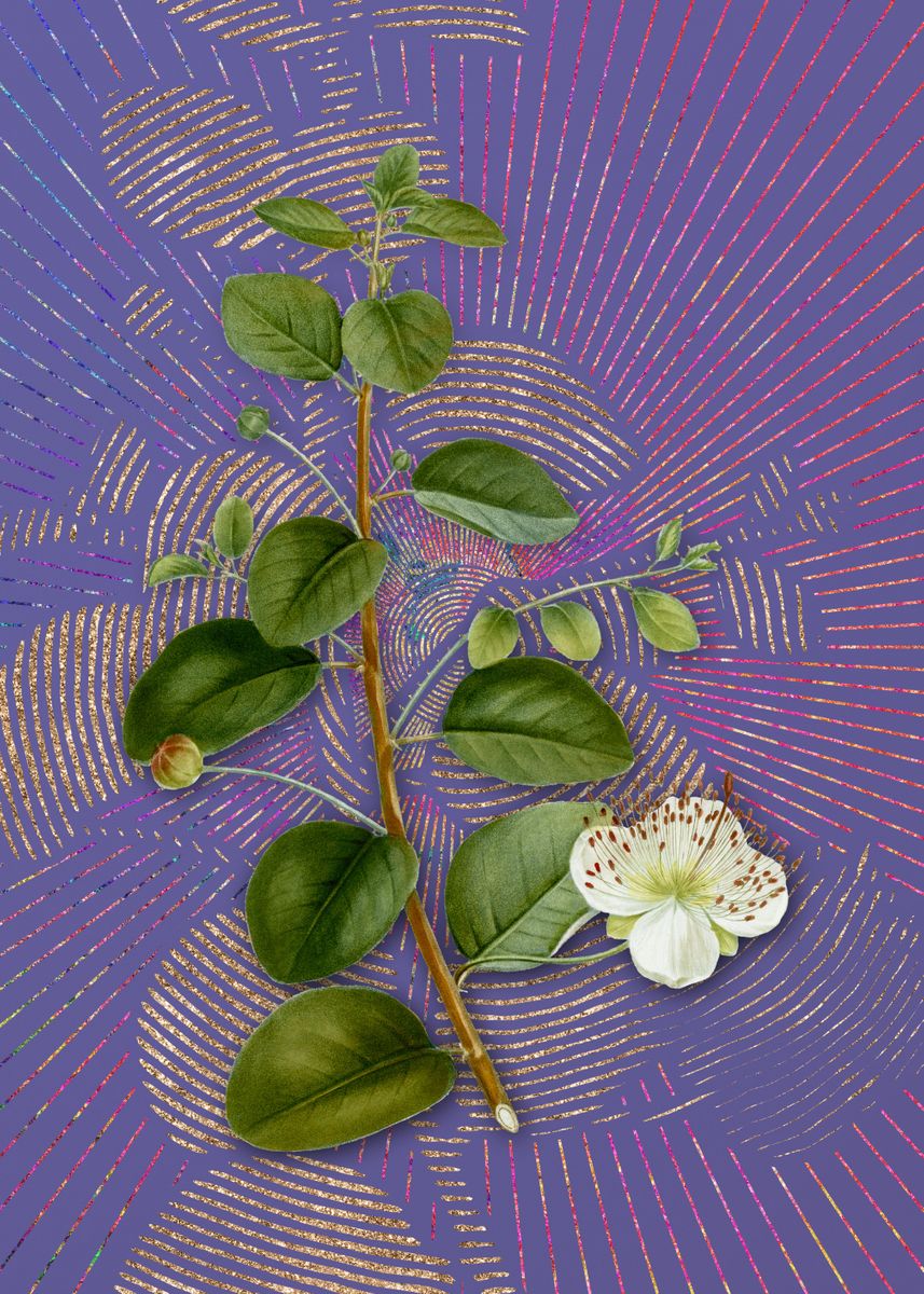 'Vintage Caper Plant Purple' Poster, picture, metal print, paint by ...