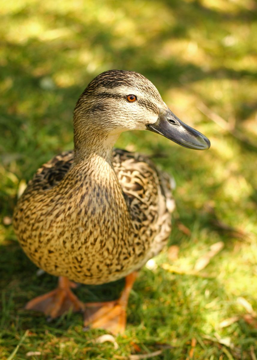 'Quack' Poster, picture, metal print, paint by Laura Thompson | Displate