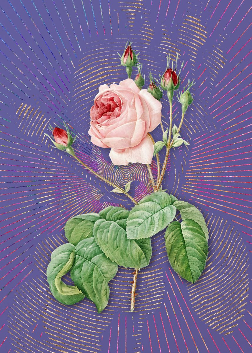 'Vintage Cabbage Rose Art' Poster, picture, metal print, paint by Holy ...