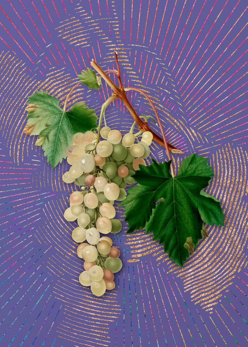 'Vintage Muscat Grape Art' Poster, picture, metal print, paint by Holy ...